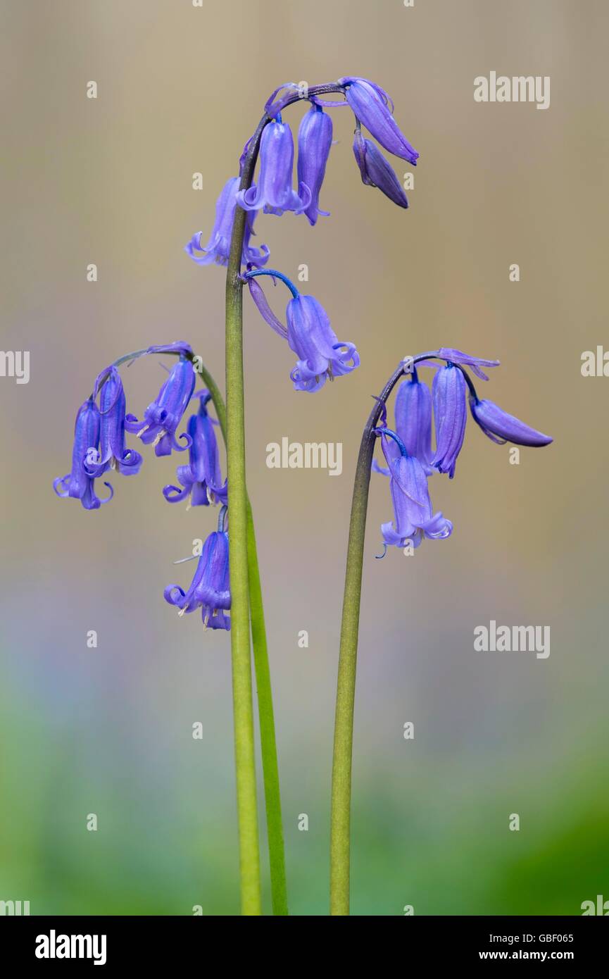 Liliaceae endymion non scriptus hi-res stock photography and images - Alamy