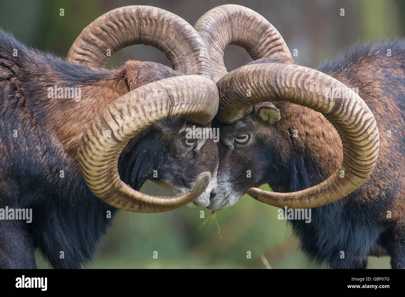 Mufflon male ovis orientalis hi-res stock photography and images - Alamy