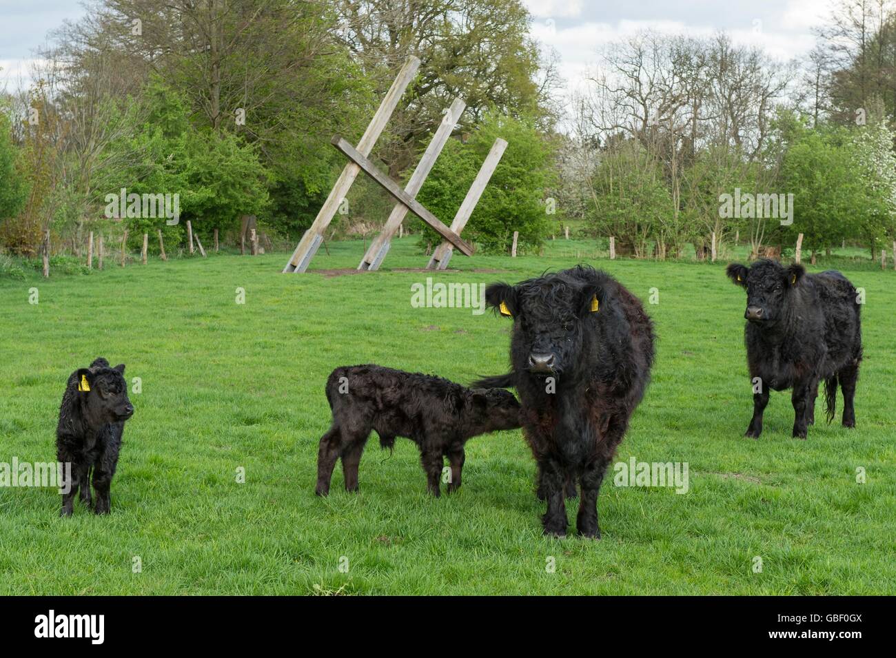 Galloway-Rinder, Niedersachsen, Deutschland Stock Photo - Alamy