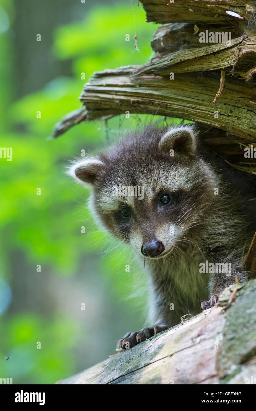 Waschbaer, Jungtier, Niedersachsen, Deutschland (Procyon lotor Stock ...