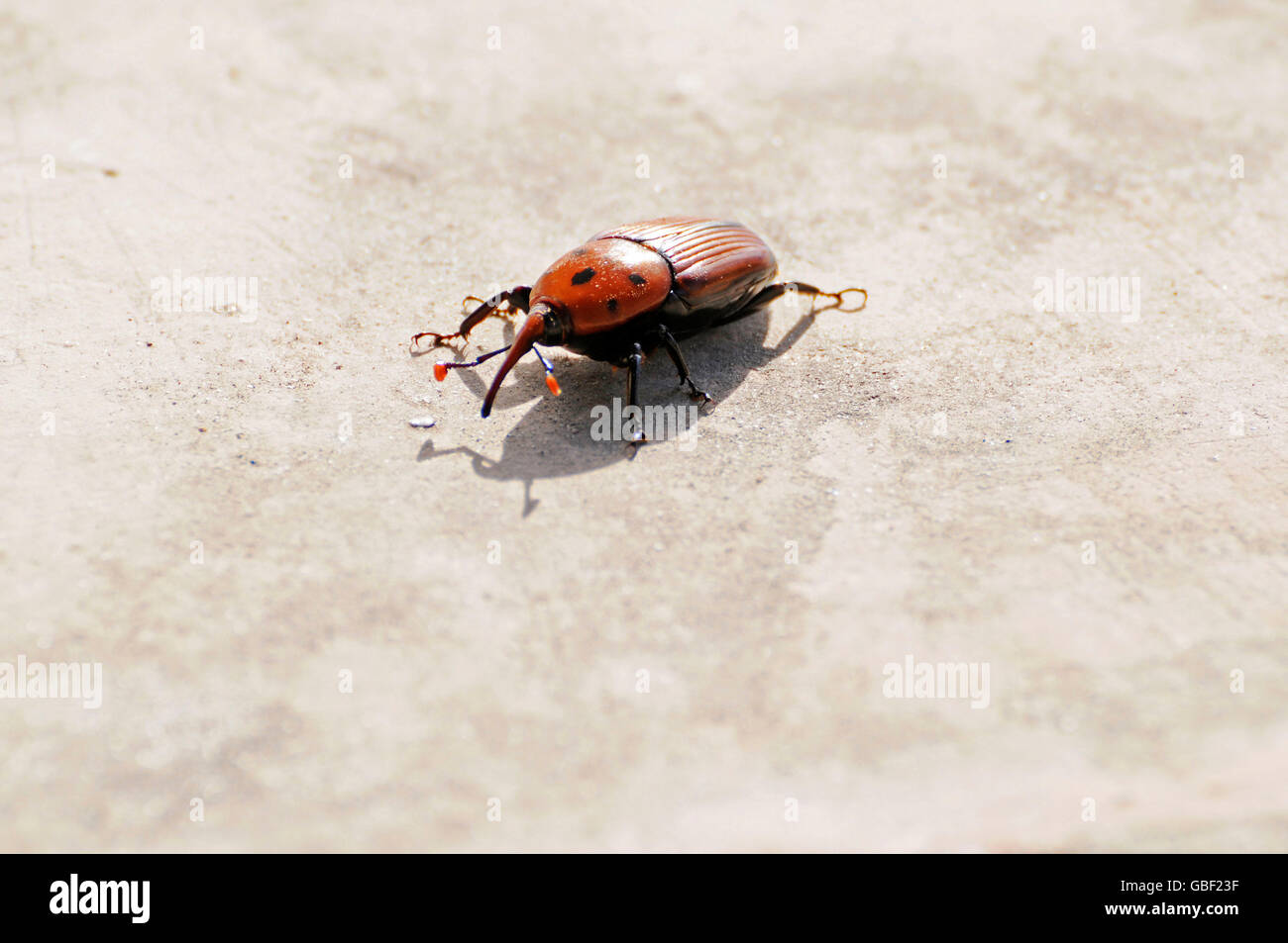 red palm weevil, palm weevil, beetle, vermin, date palms, Costa Blanca ...