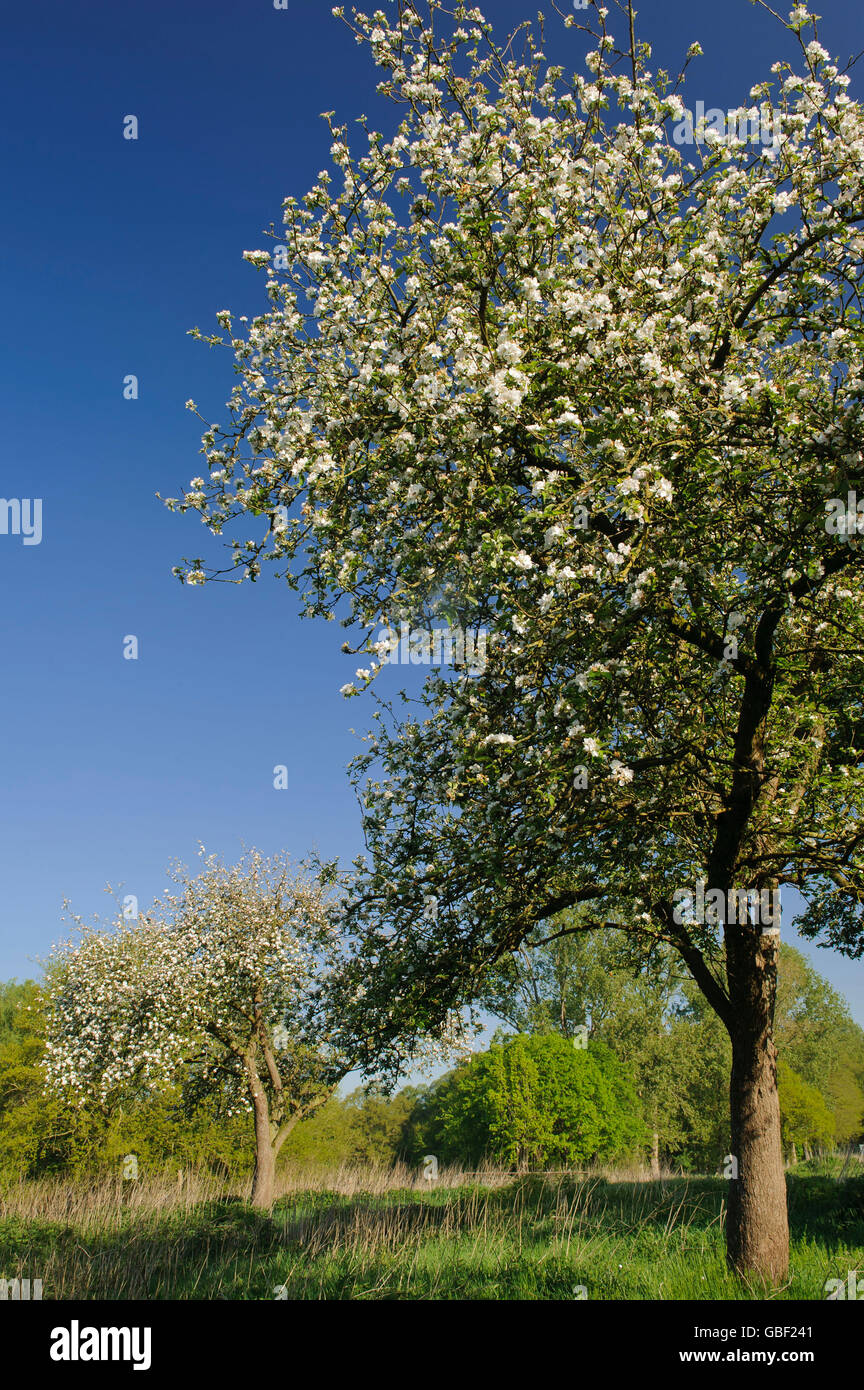 Blooming Apple tree Stock Photo - Alamy