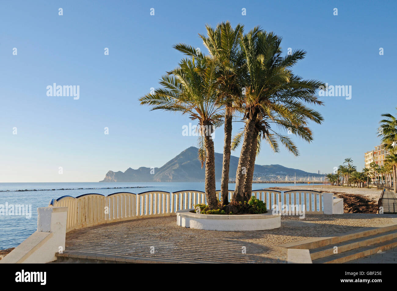 palm trees, beach promenade, morning light, Altea, Costa Blanca ...