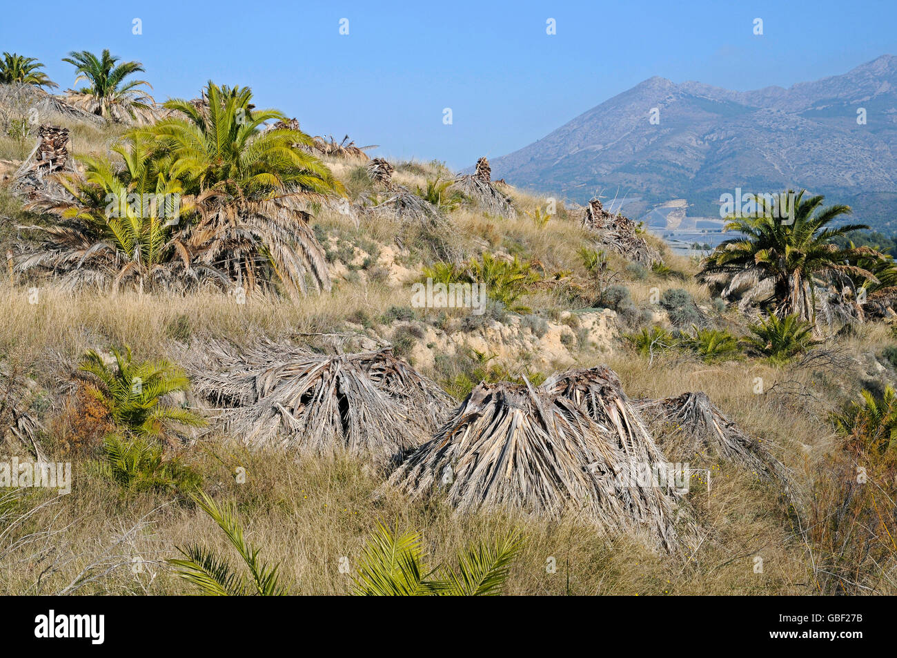 Infested, dead, date palms, palm dieback, red palm weevil, palm weevil ...