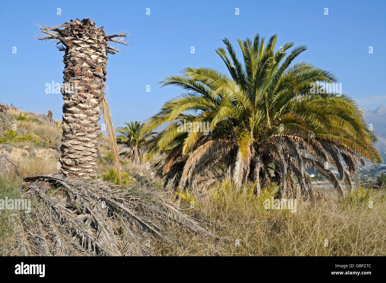 Infested, dead, date palms, palm dieback, red palm weevil, palm weevil ...