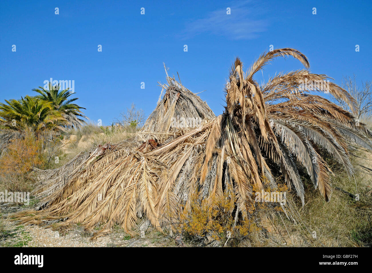 Infested, dead, date palms, palm dieback, red palm weevil, palm weevil ...