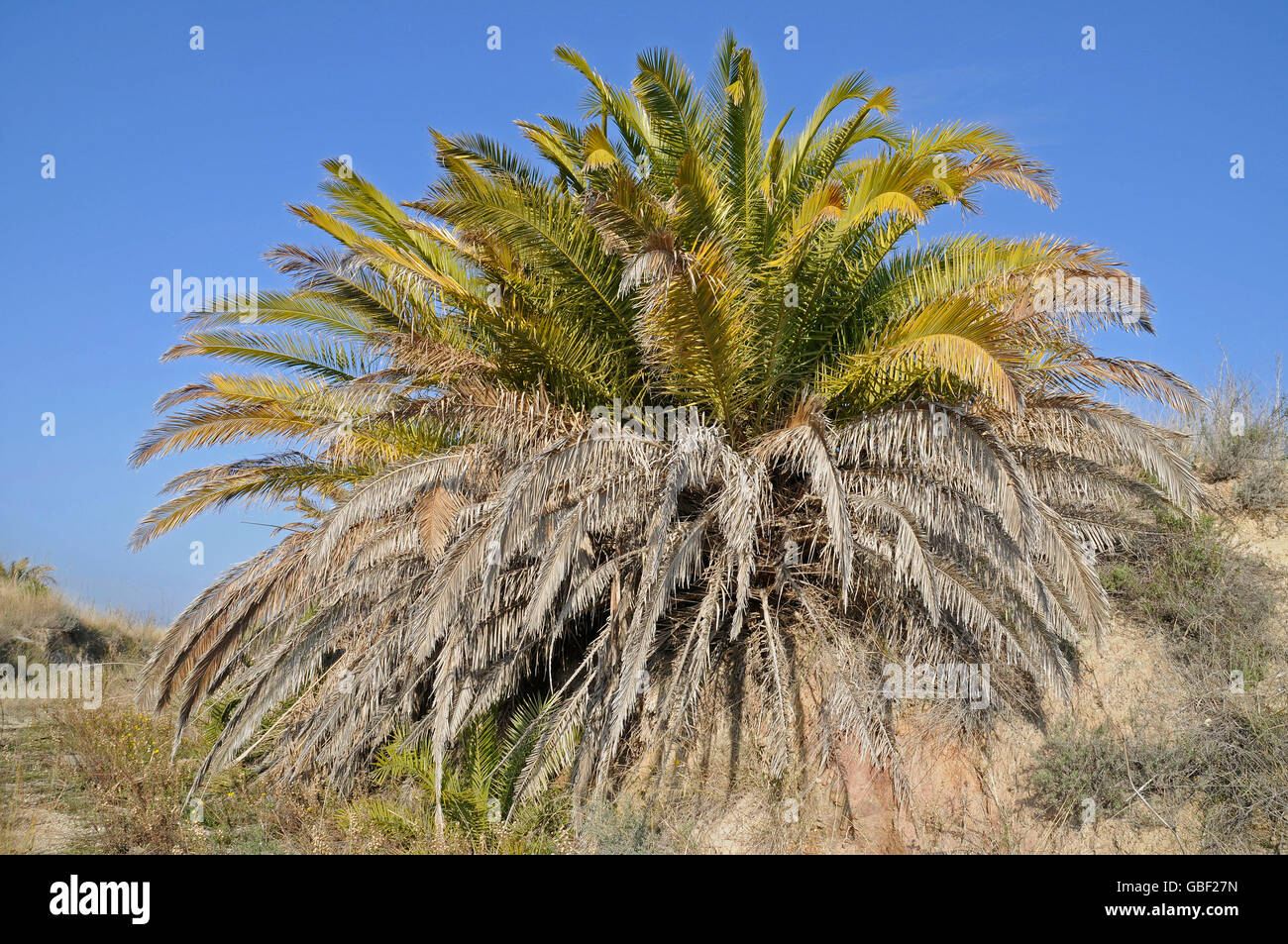 Infested, dead, date palms, palm dieback, red palm weevil, palm weevil ...