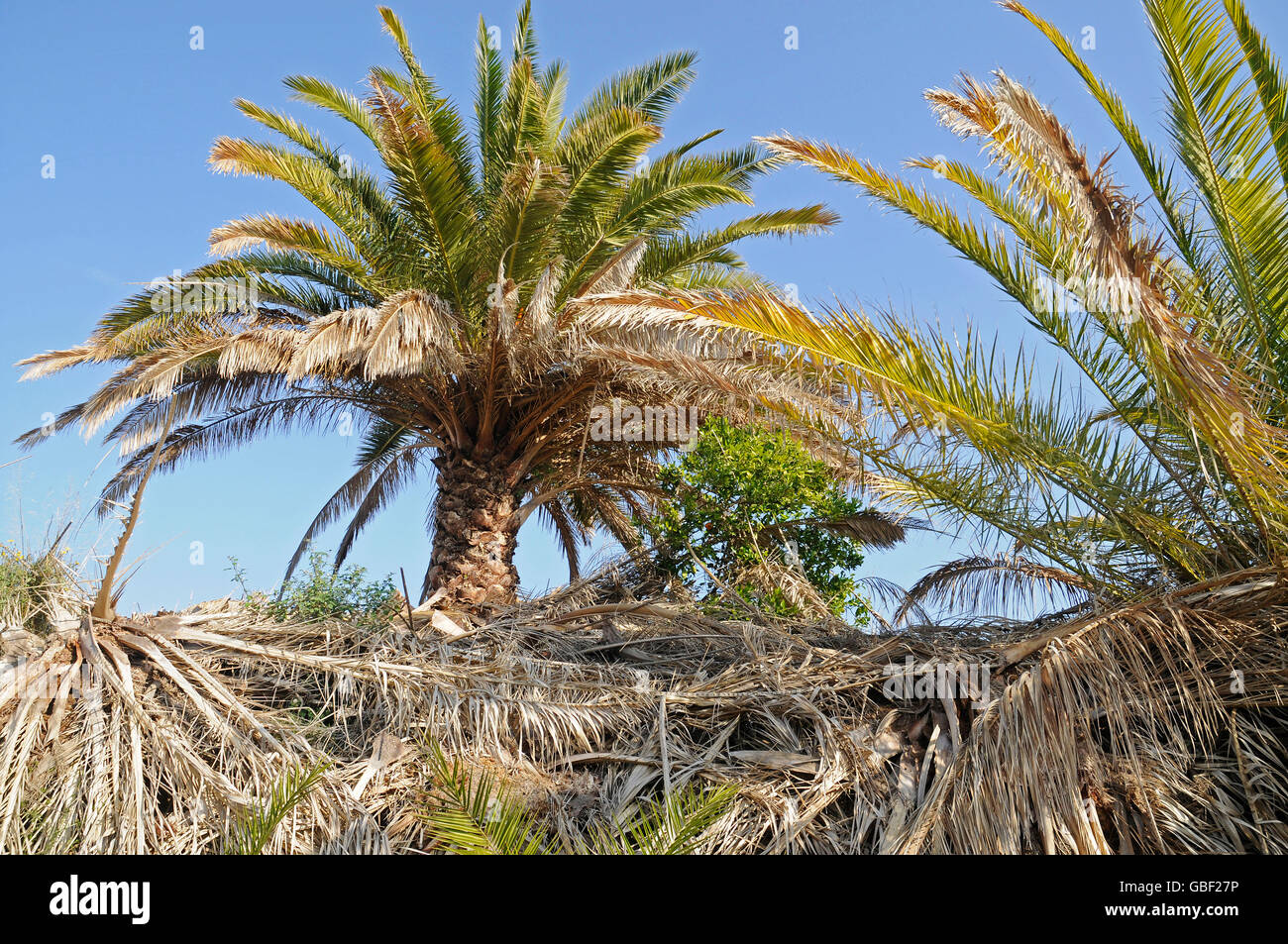 Infested, dead, date palms, palm dieback, red palm weevil, palm weevil ...