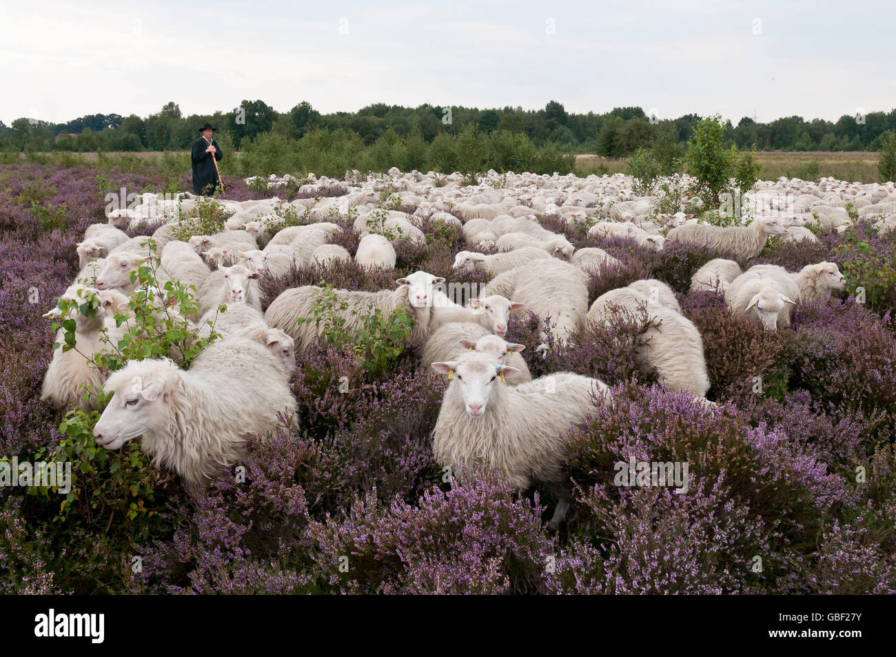 Shepherd with flock of Domestic Sheep, Diepholzer Moorniederung, Lower ...