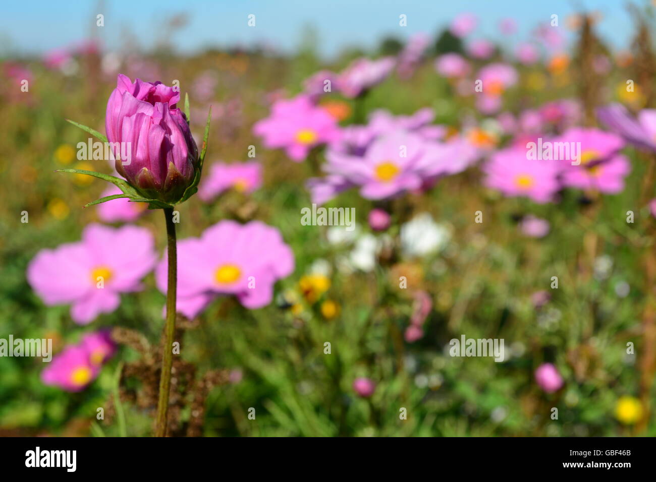 Unopened flower hi-res stock photography and images - Alamy