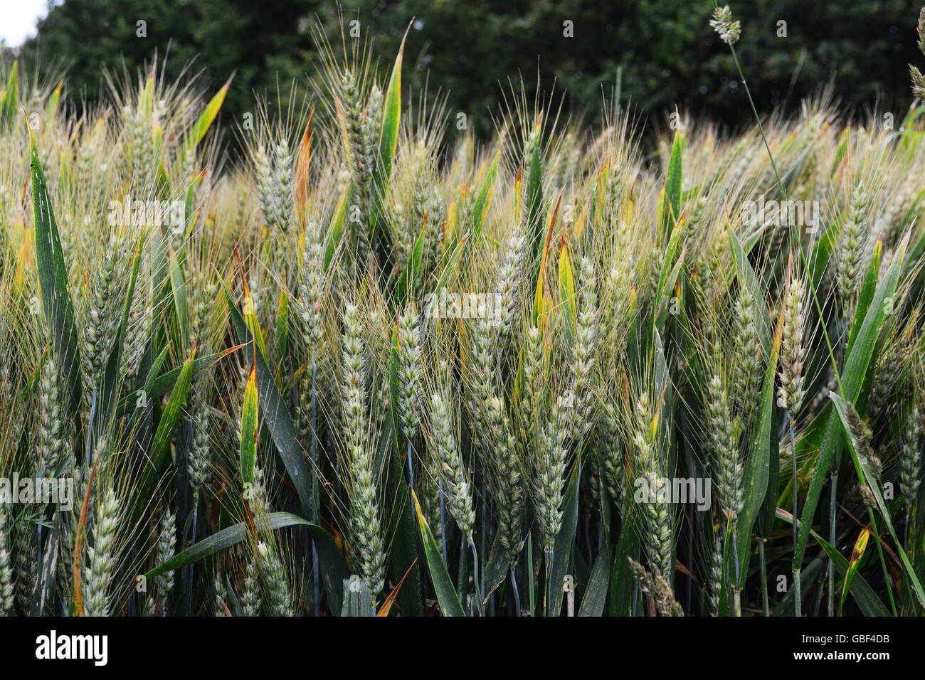 Maturing harvest hi-res stock photography and images - Alamy