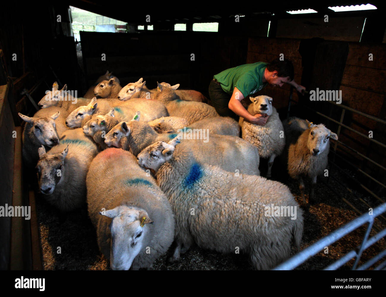 Sheep are rounded up by farmer Peter Laidlaw at Craigannet farm near ...
