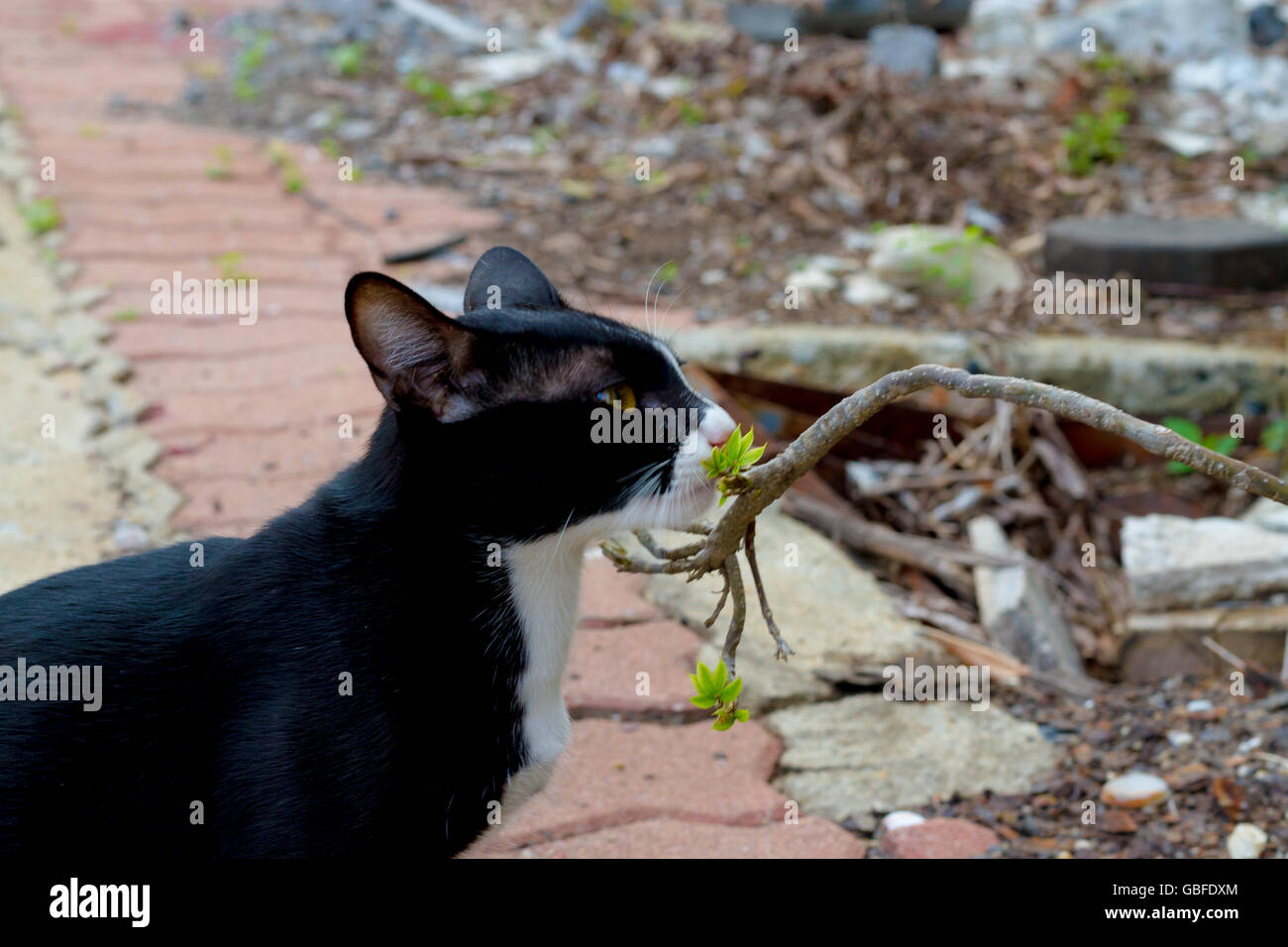 love nature concept :Cat with the flower Stock Photo - Alamy