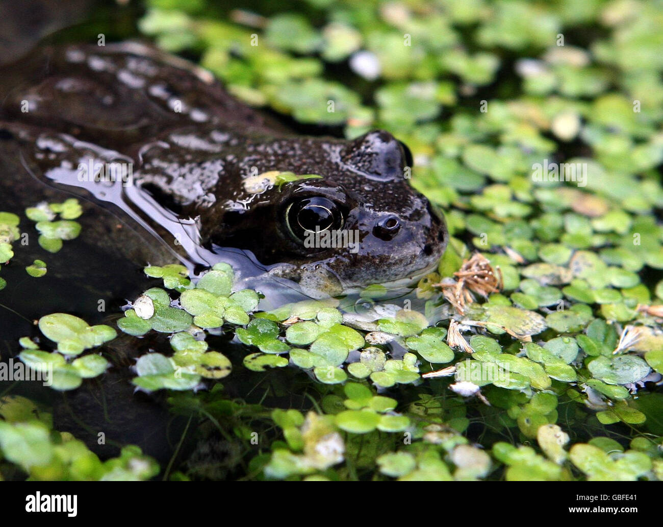 Frog hotel hi-res stock photography and images - Alamy