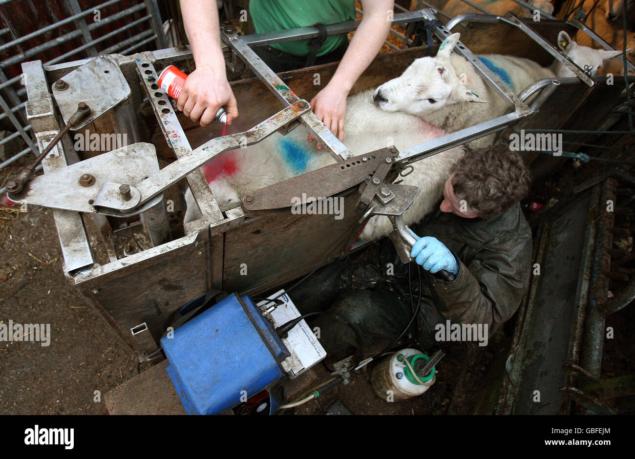 Sheep sound hi-res stock photography and images - Alamy