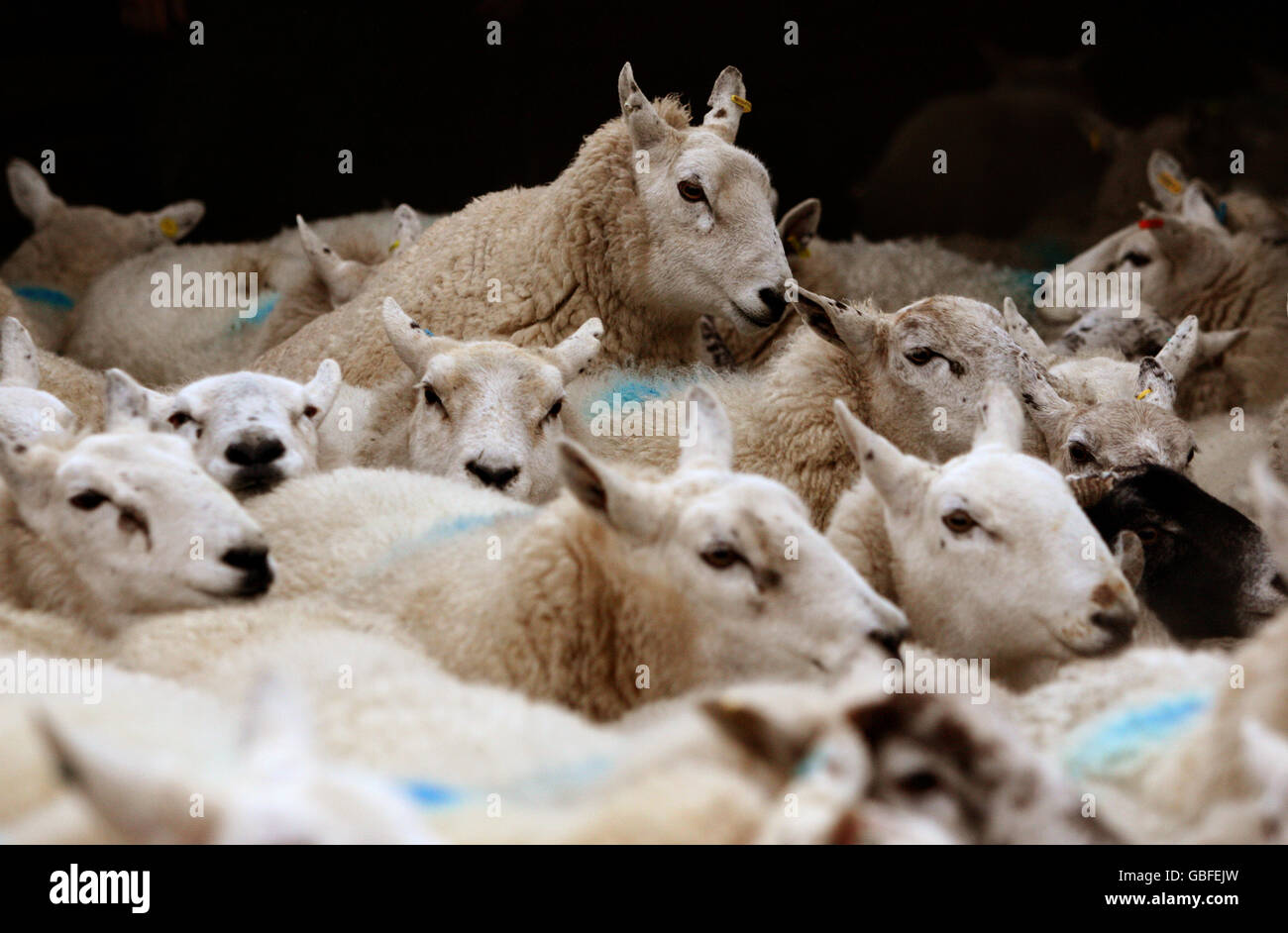 Sheep being rounded up hi-res stock photography and images - Alamy