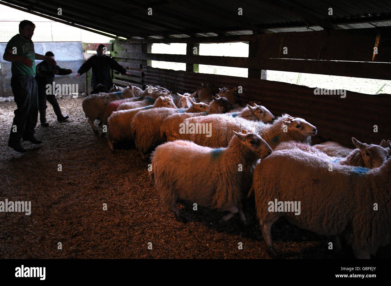 Ewes being scanned hi-res stock photography and images - Alamy