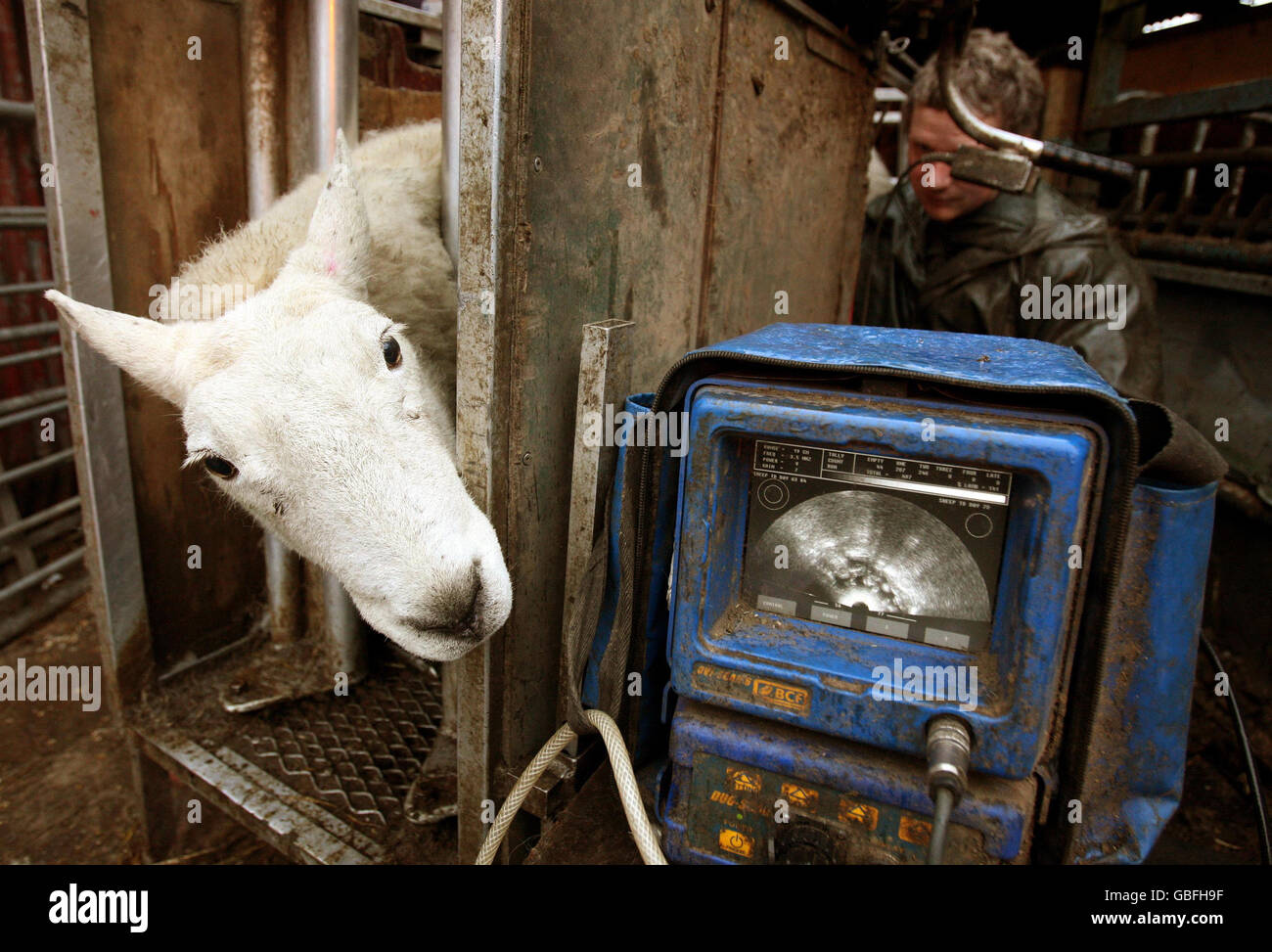 Sheep scanner hi-res stock photography and images - Alamy