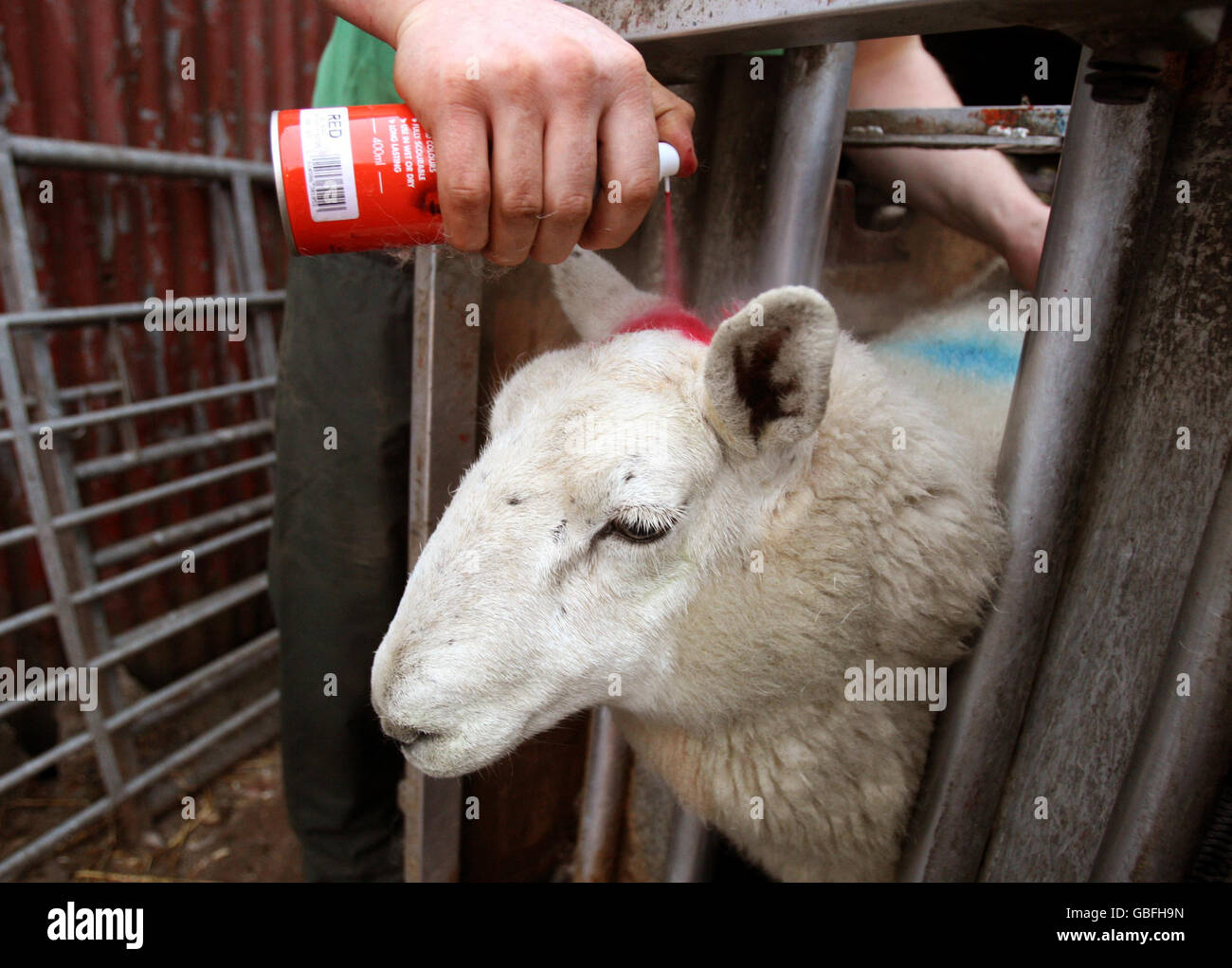 Sheep red paint hi-res stock photography and images - Alamy
