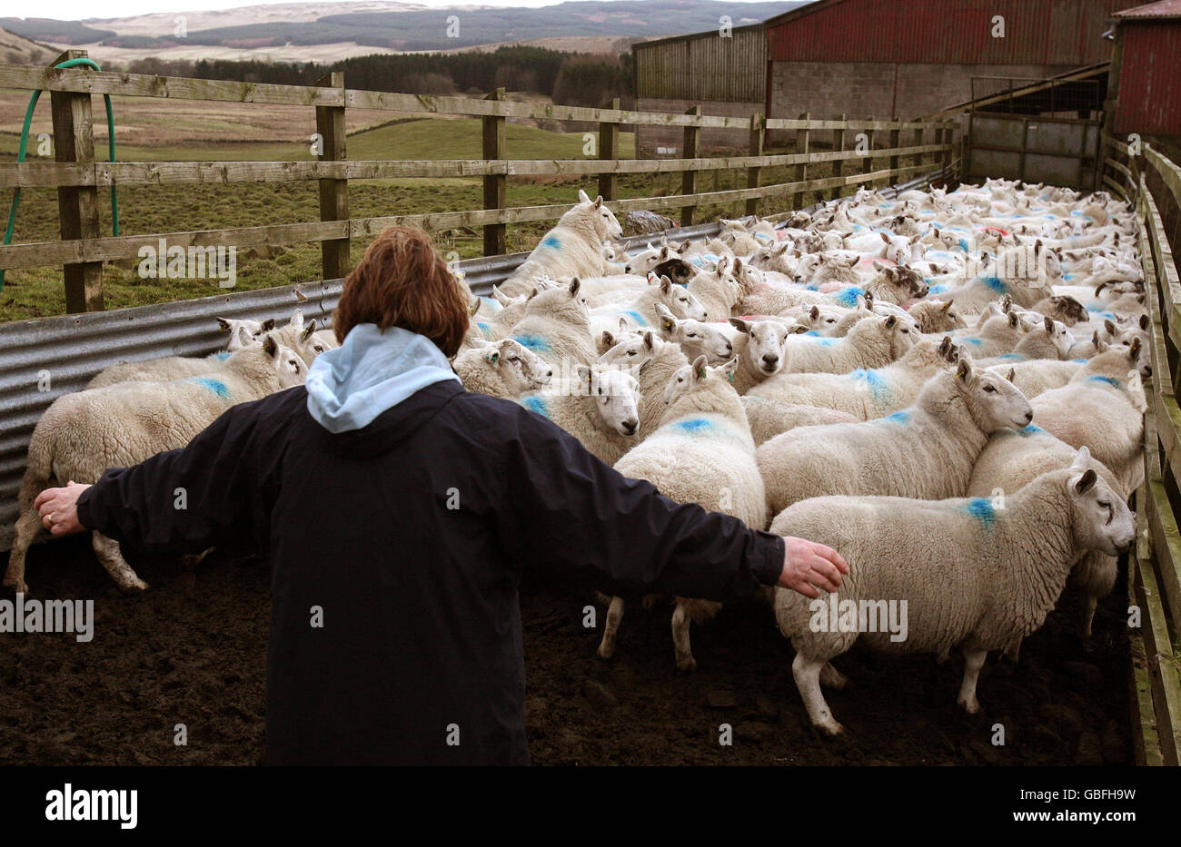 Sheep scanner hi-res stock photography and images - Alamy