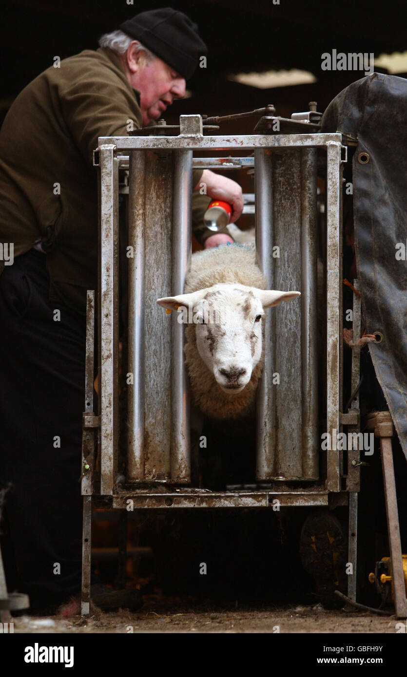 A sheep is spray painted by farmer David Laidlaw to mark how many sheep ...