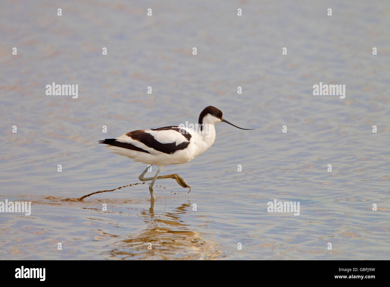 Rspb Logo High Resolution Stock Photography and Images - Alamy