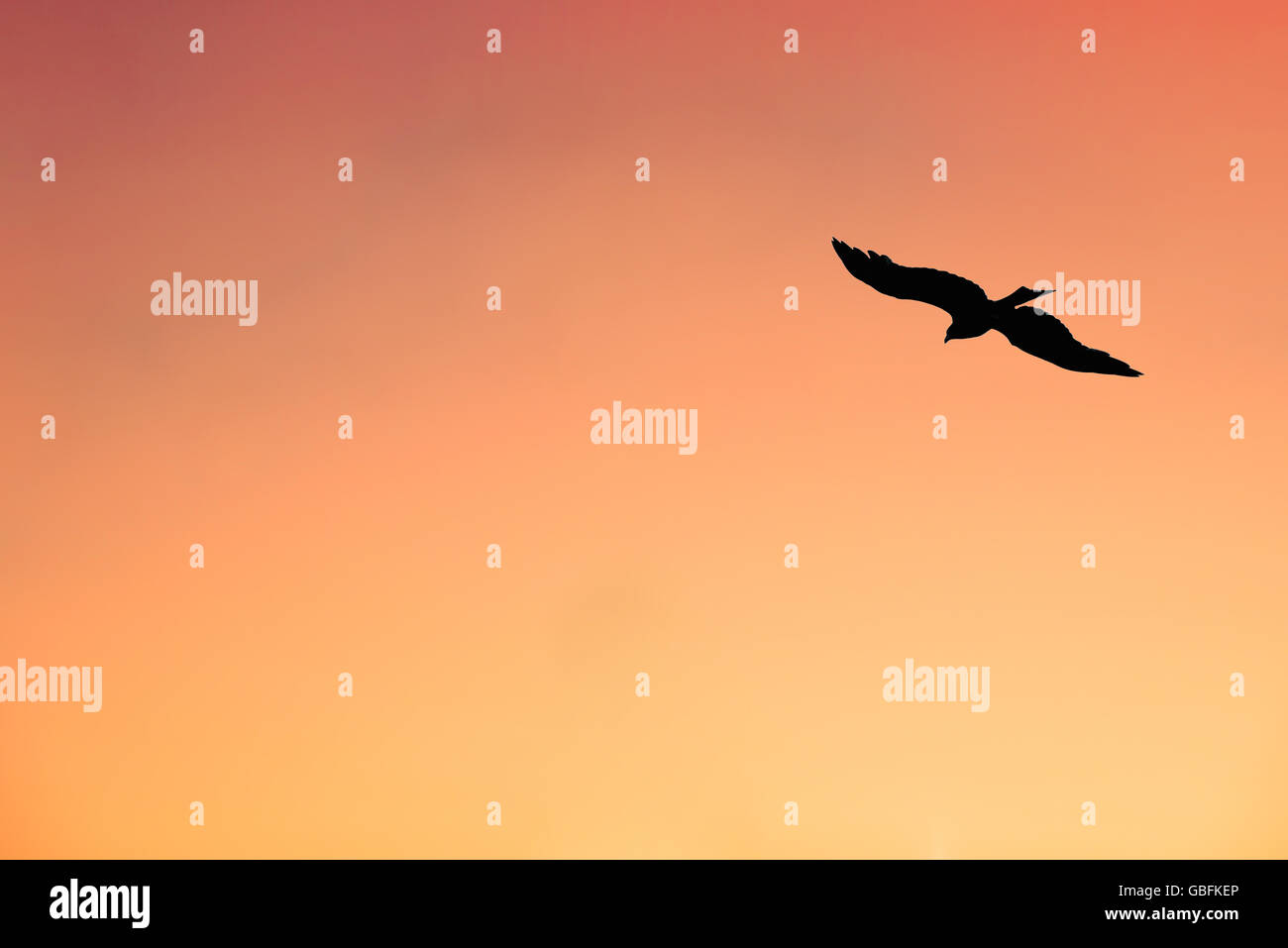 An Isolated Eagle Hovering Across the Sky at Sunset Stock Photo - Alamy