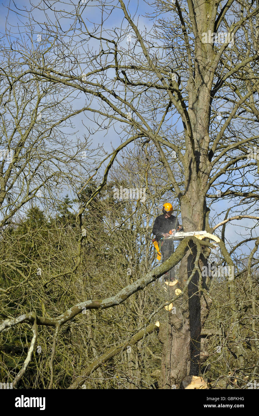 Tree fellers work to remove trees stricken with a disease which is ...