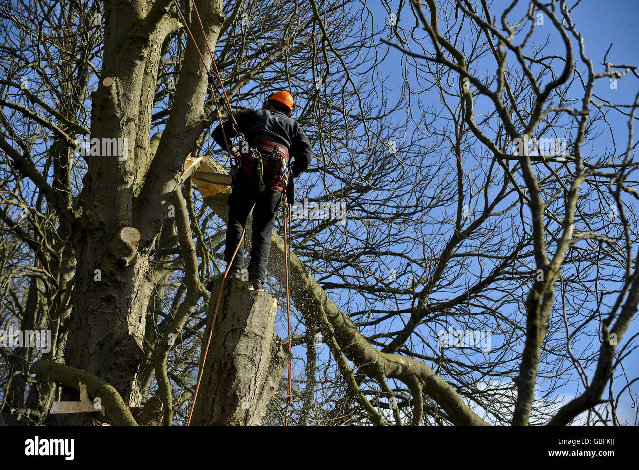 Tree fellers work to remove trees stricken with a disease which is ...