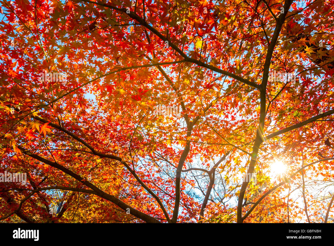 Yellow, orange and red autumn leaves in beautiful fall park Stock Photo ...