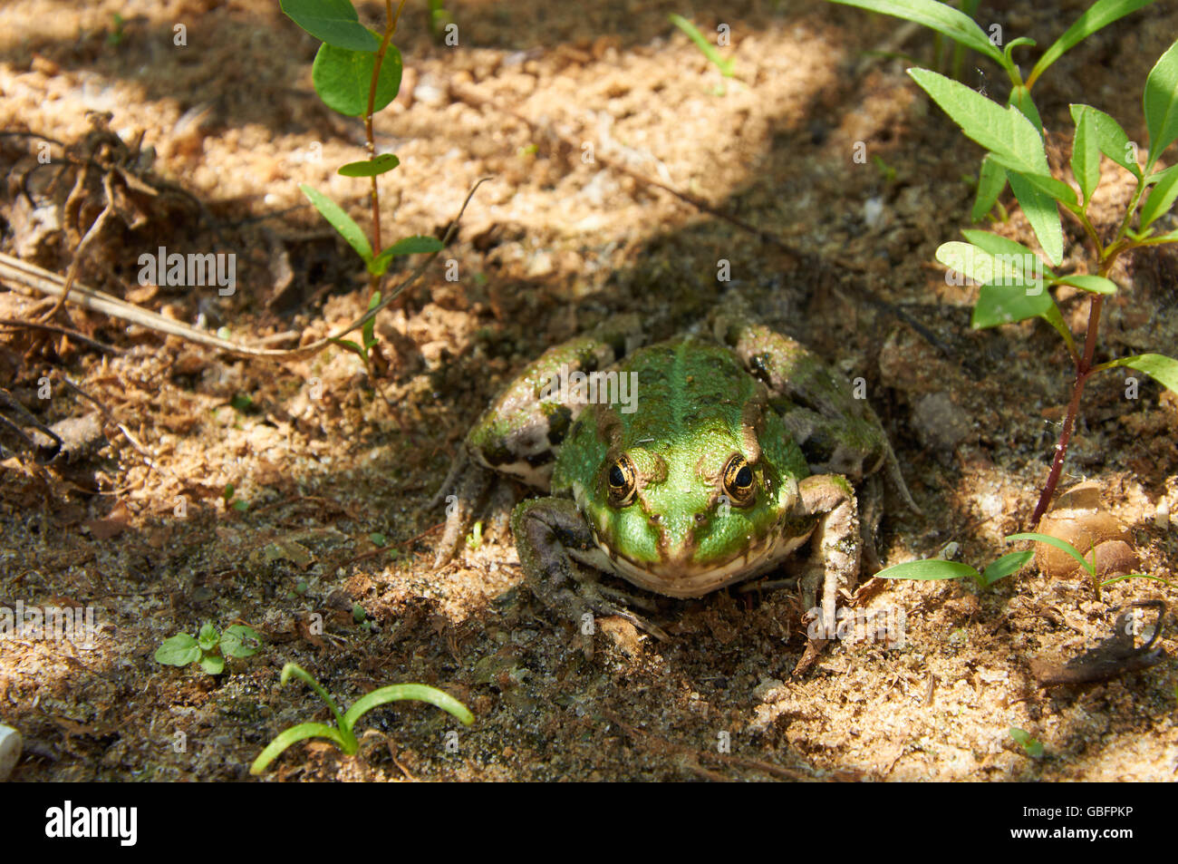 Pond water green grass hi-res stock photography and images - Alamy