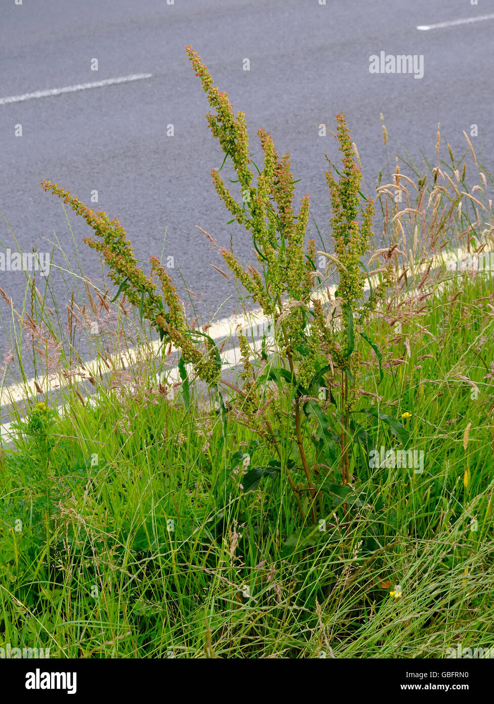overgrown grass verge Stock Photo - Alamy