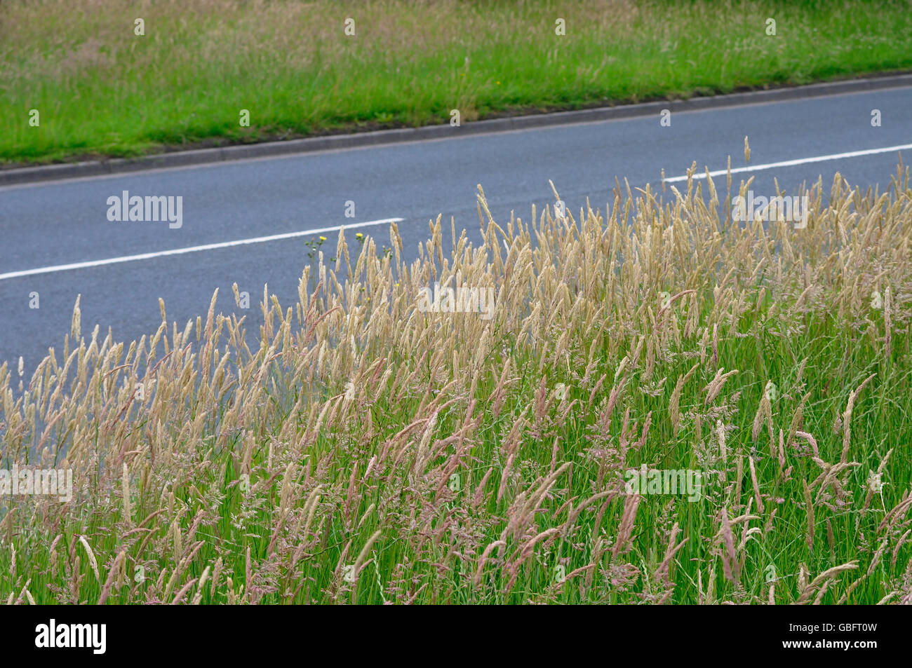 overgrown grass verge Stock Photo - Alamy