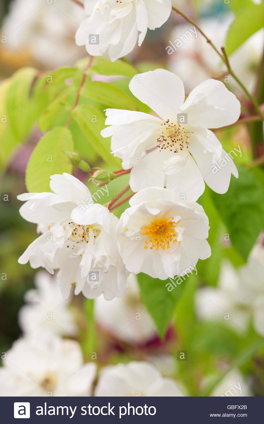 Bobbie Stock Photos & Bobbie Stock Images - Alamy