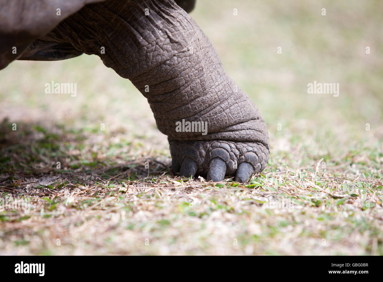 Leg of a giant tortoise at Curieuse island, Seychelles, Indian Ocean ...