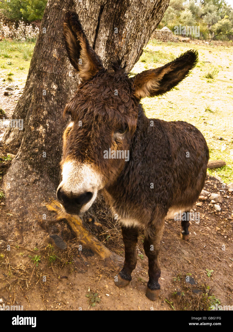 Mallorca esel hi-res stock photography and images - Alamy