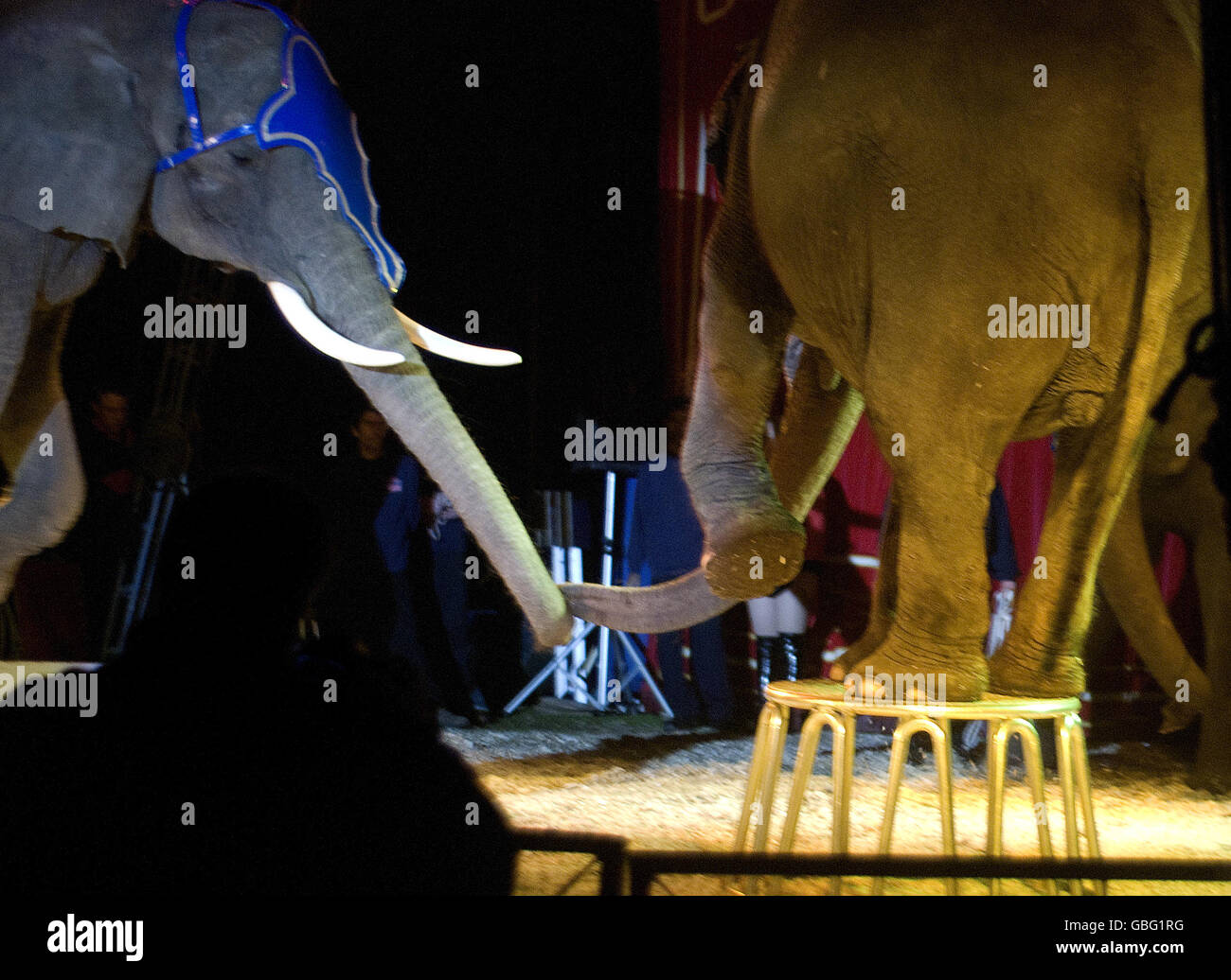 Elephants perform at the Great British Circus at the Newark Showground ...
