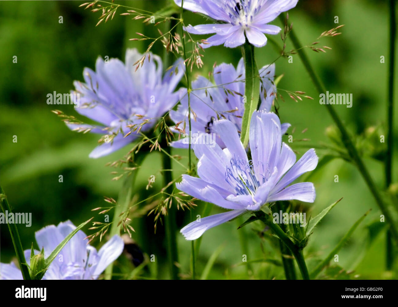macro photo of a beautiful blue flower Chicory flower Cichorium Stock ...