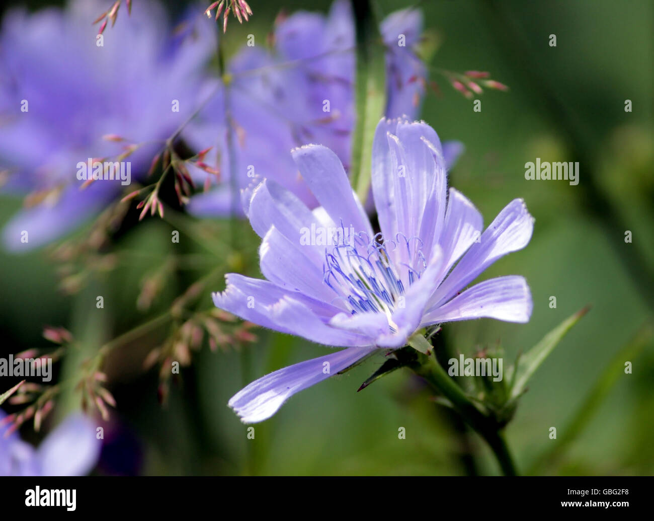 Blue cichorium flower in field hi-res stock photography and images - Alamy