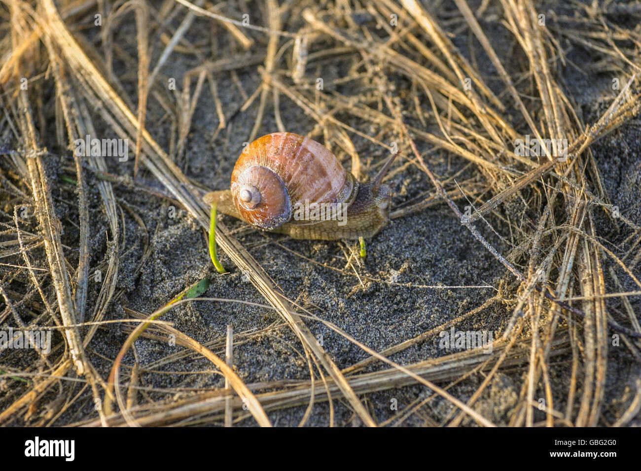 Snail sea grass hi-res stock photography and images - Alamy