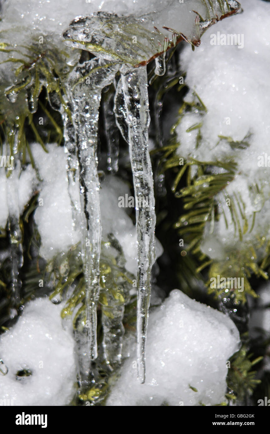 Icicles hanging from tree branches hi-res stock photography and images ...