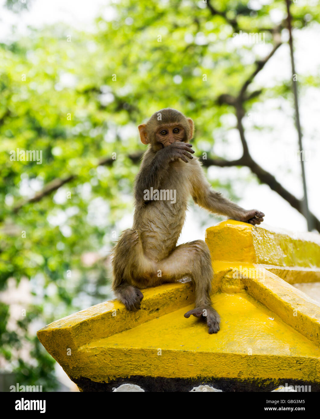 Scared monkey hi-res stock photography and images - Alamy