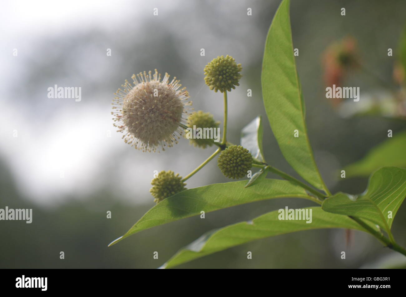 Spherical bush hi-res stock photography and images - Alamy