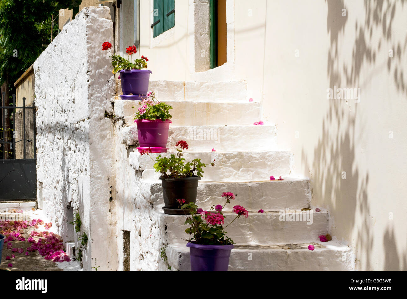 Step flower hi-res stock photography and images - Alamy