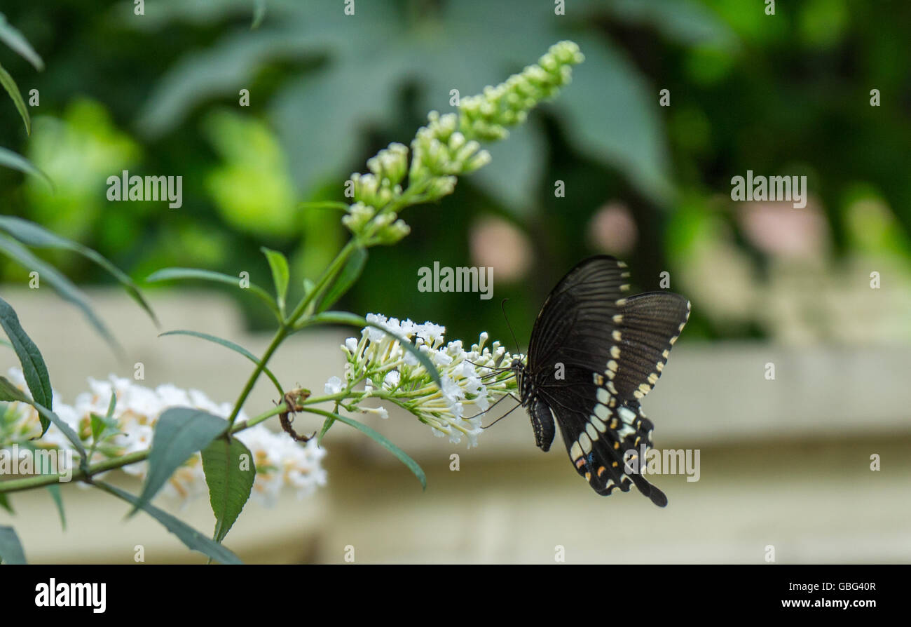 Black butterfly hi-res stock photography and images - Alamy