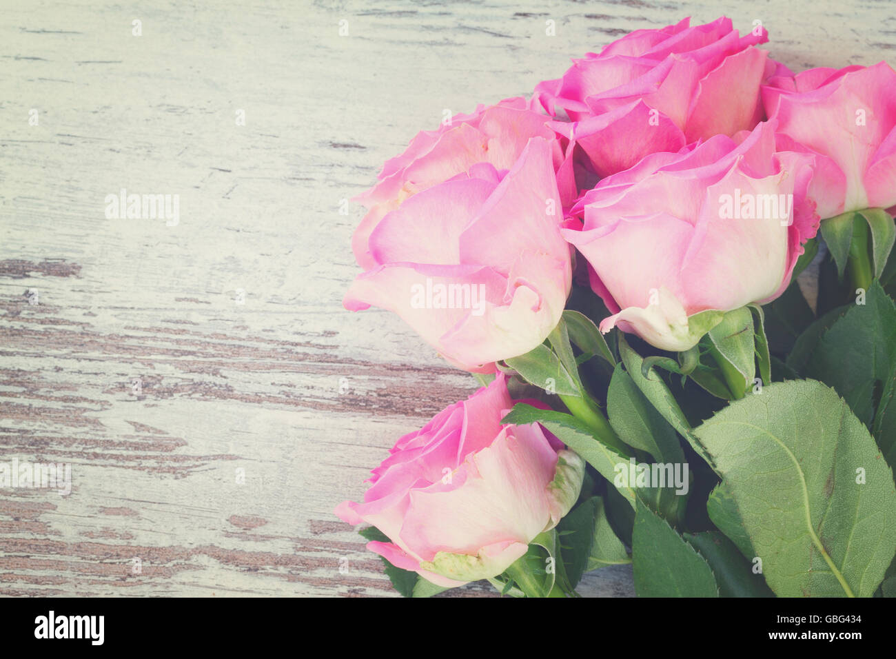 Pink fresh roses Stock Photo - Alamy