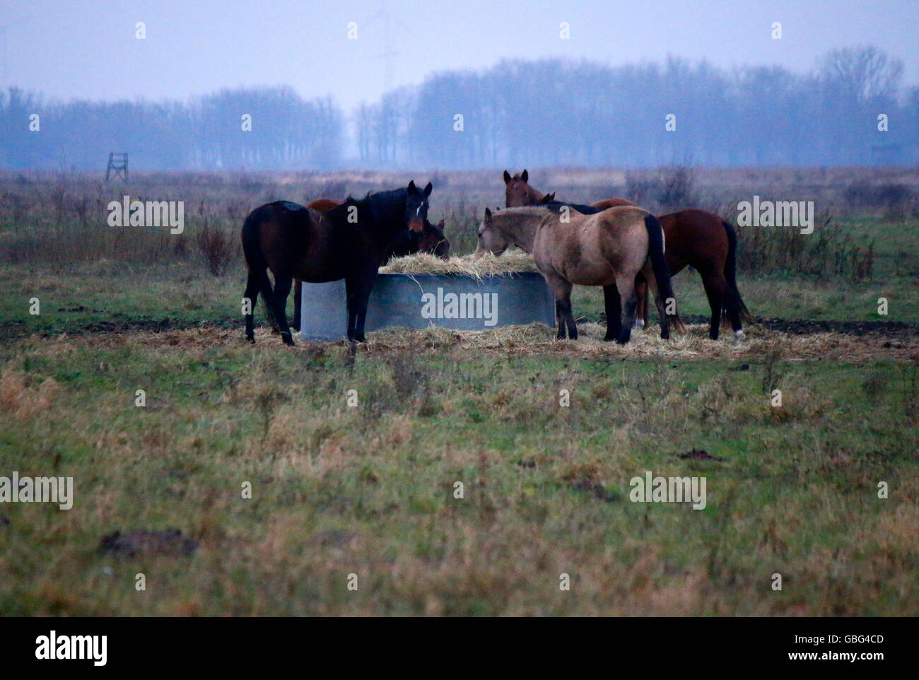 Deutschland pferde hi-res stock photography and images - Alamy