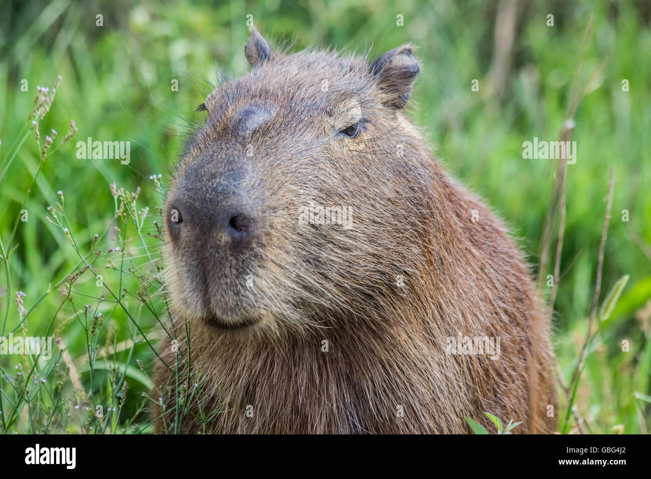 Portret of a capybara in the swamp of Esteros del Ibera, Argentina ...