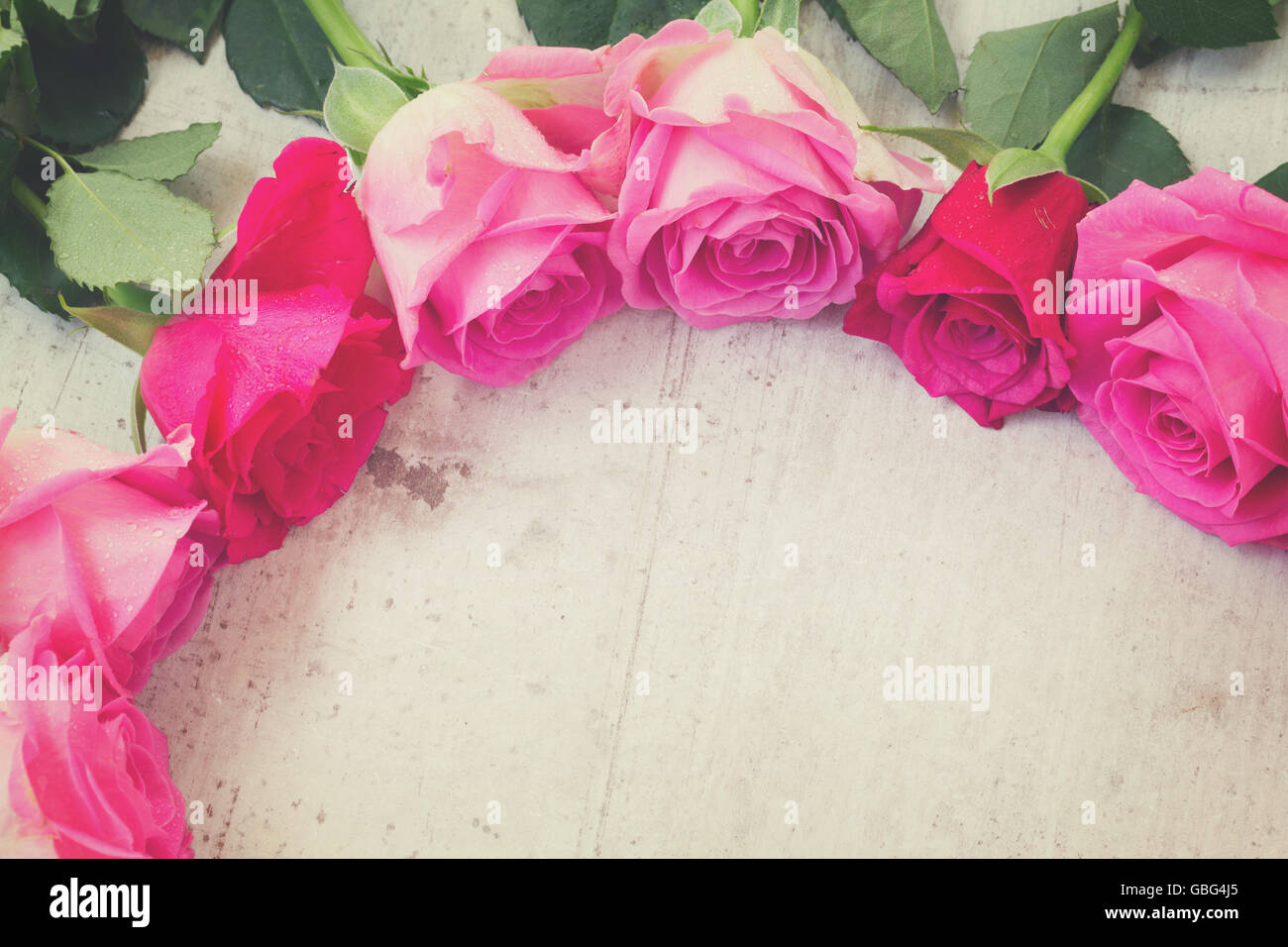 Pink fresh roses Stock Photo - Alamy