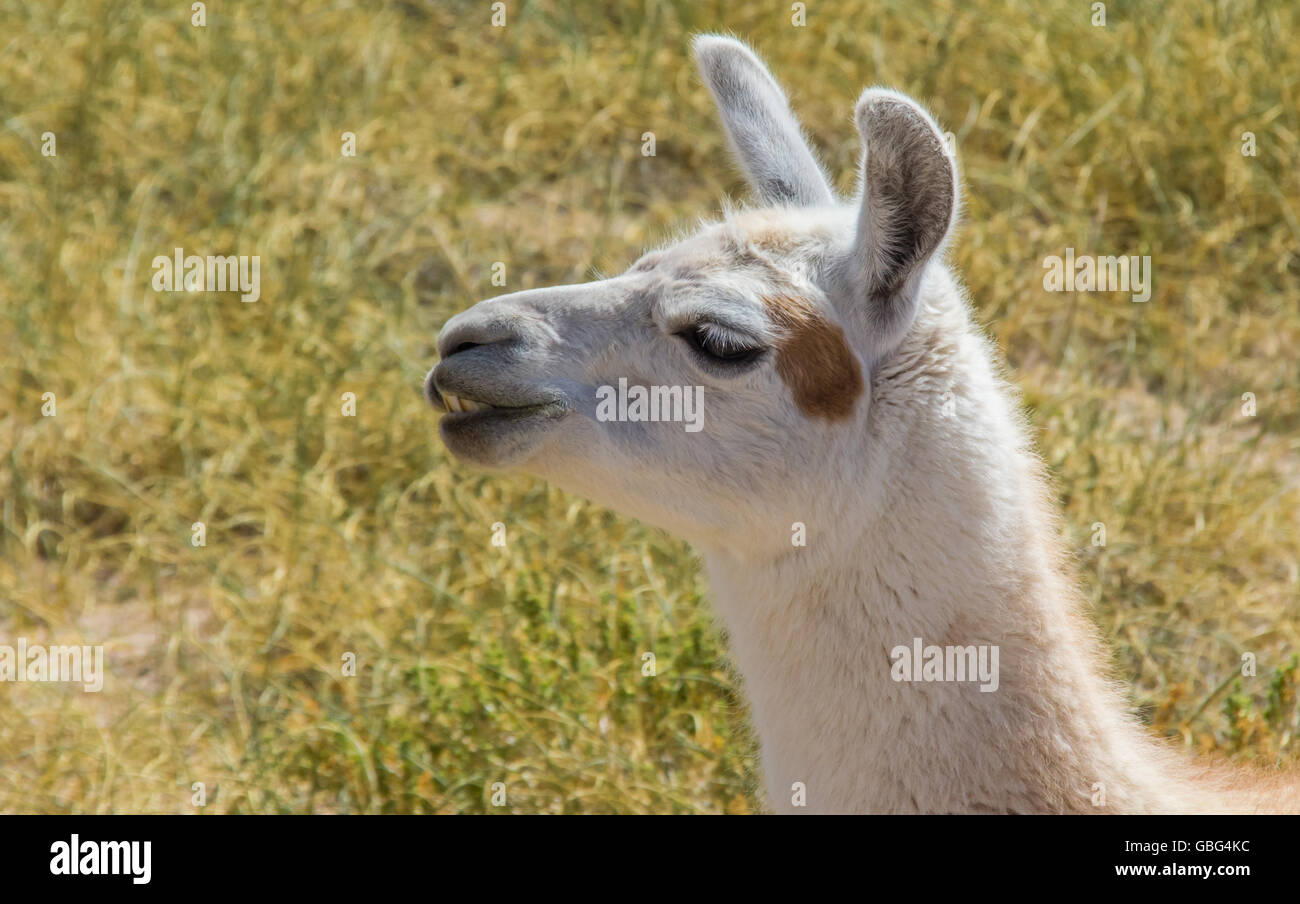 Chewing white lama in the Andes mountains, Argentina Stock Photo - Alamy